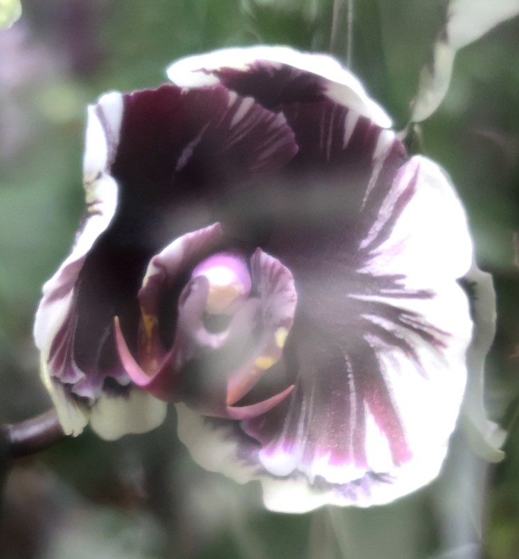 Орхидея Phalaenopsis Hsinying Little Knight 'Voodoo'