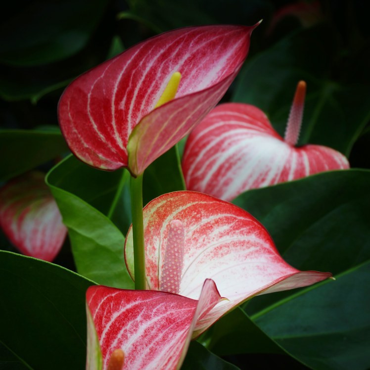 Anthurium Livium Red
