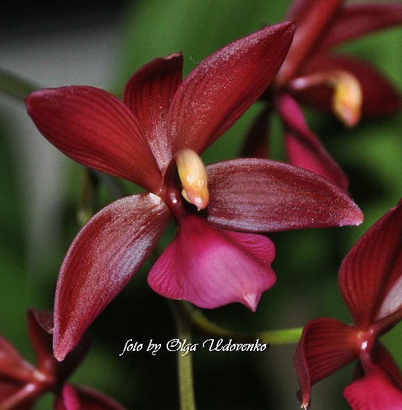 Орхидея Cycnodes Wine Delight variegata (отцвел)