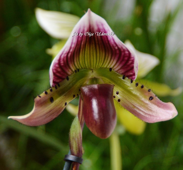 Орхидея Paph. Hsinying Ruby Web x Shin-Yi Heart (отцвёл)