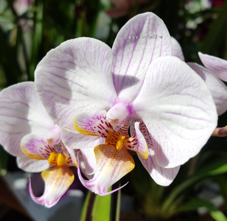 Орхидея Phalaenopsis, multiflora (отцвёл)