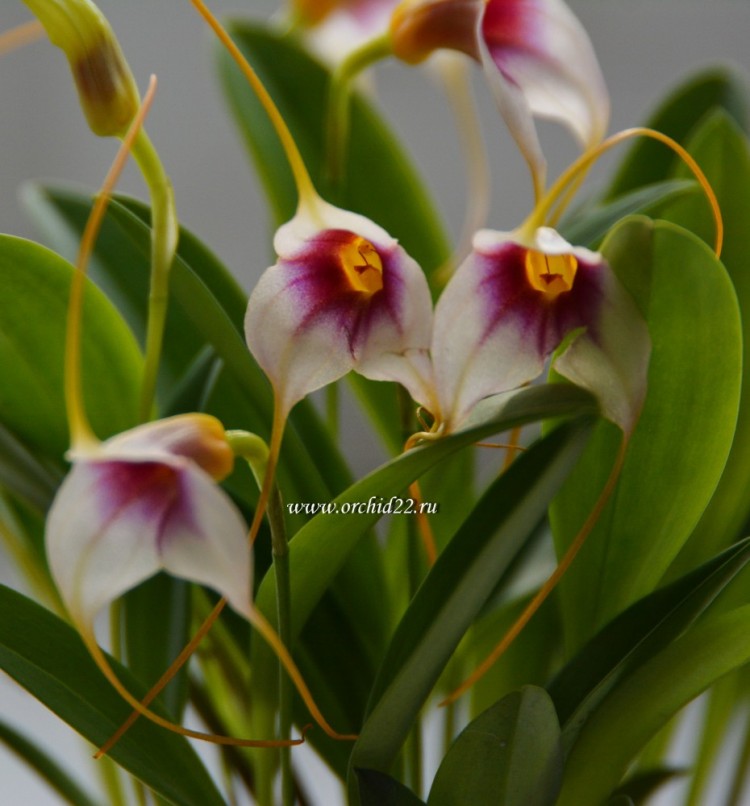Орхидея Masdevallia (отцвела)