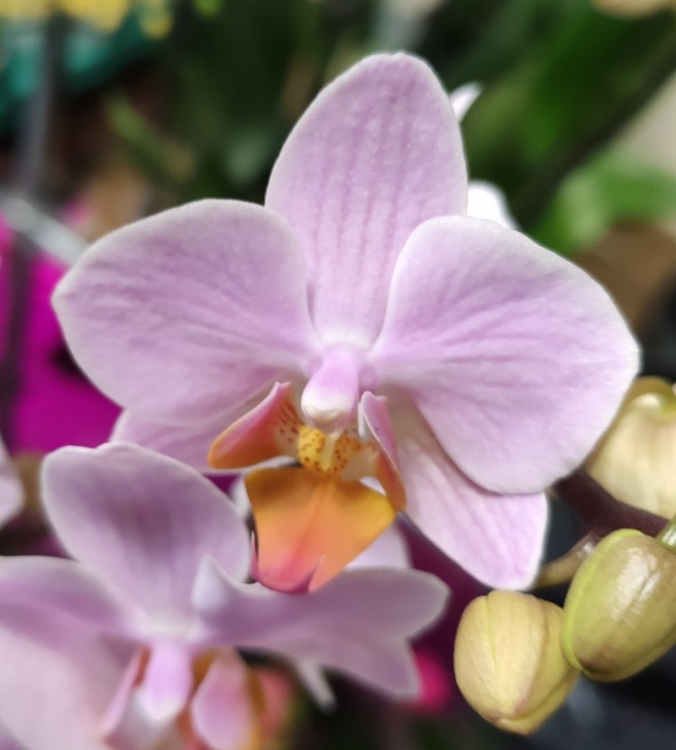 Орхидея Phalaenopsis multiflora (отцвёл)