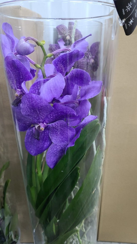 Орхидея Vanda Robert Delight Blue