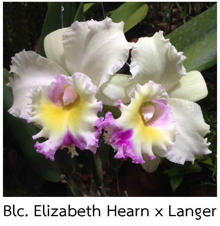 Орхидея Cattleya Elizabeth Hearn x Langer (отцвела)