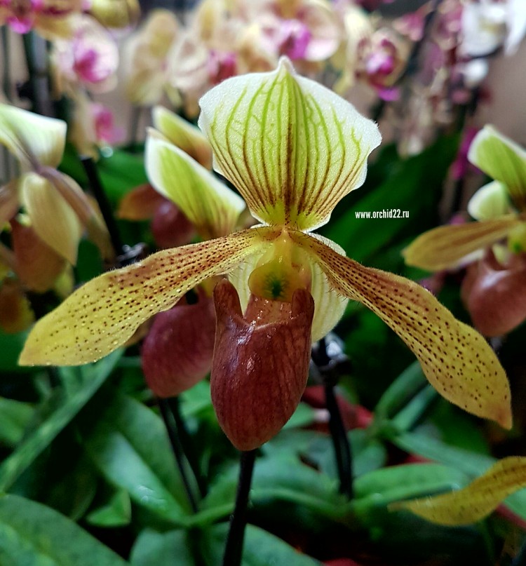 Орхидея Paphiopedilum helenae x sukhakulii (отцвел)