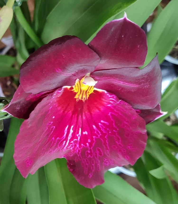 Орхидея Miltonia hybrid