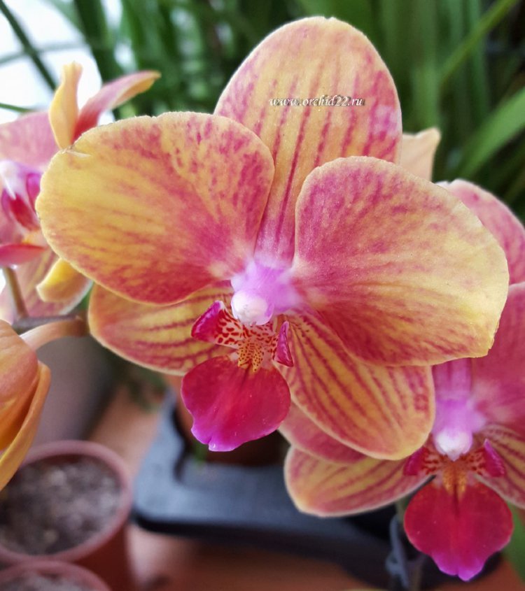 Орхидея Phalaenopsis, multiflora (отцвёл)