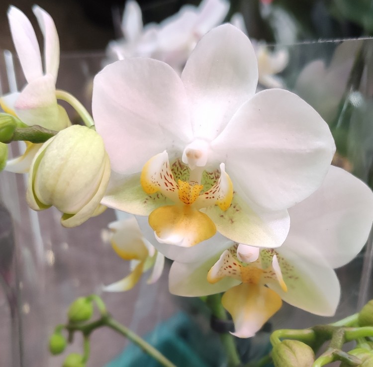 Орхидея Phalaenopsis multiflora