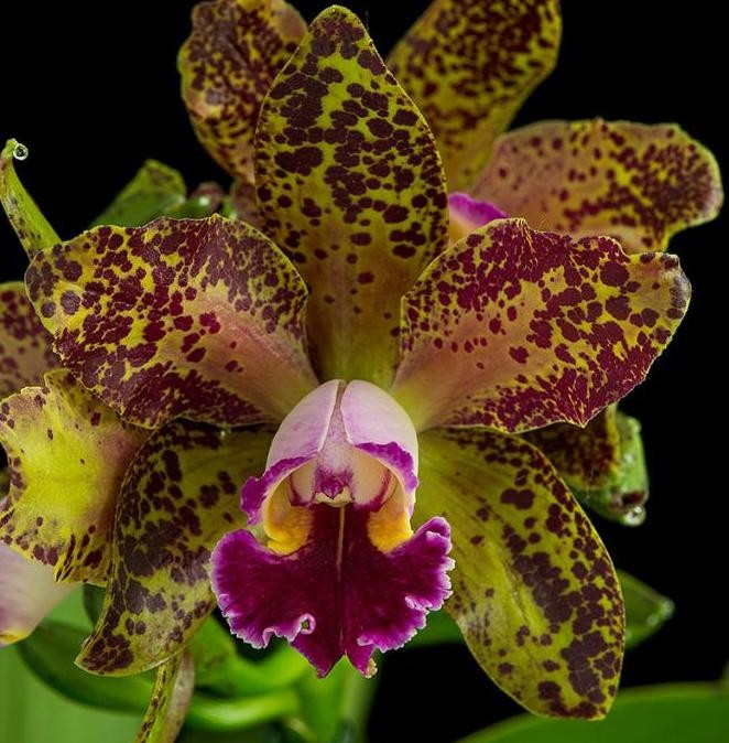 Орхидея Cattleya Waianae Leopard (еще не цвела)