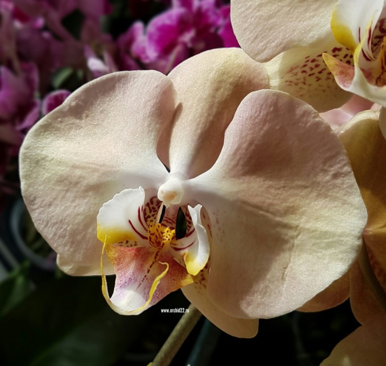 Орхидея Phalaenopsis Mandala (отцвёл)