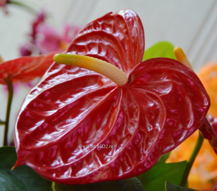 Anthurium Dakota (доцветает)