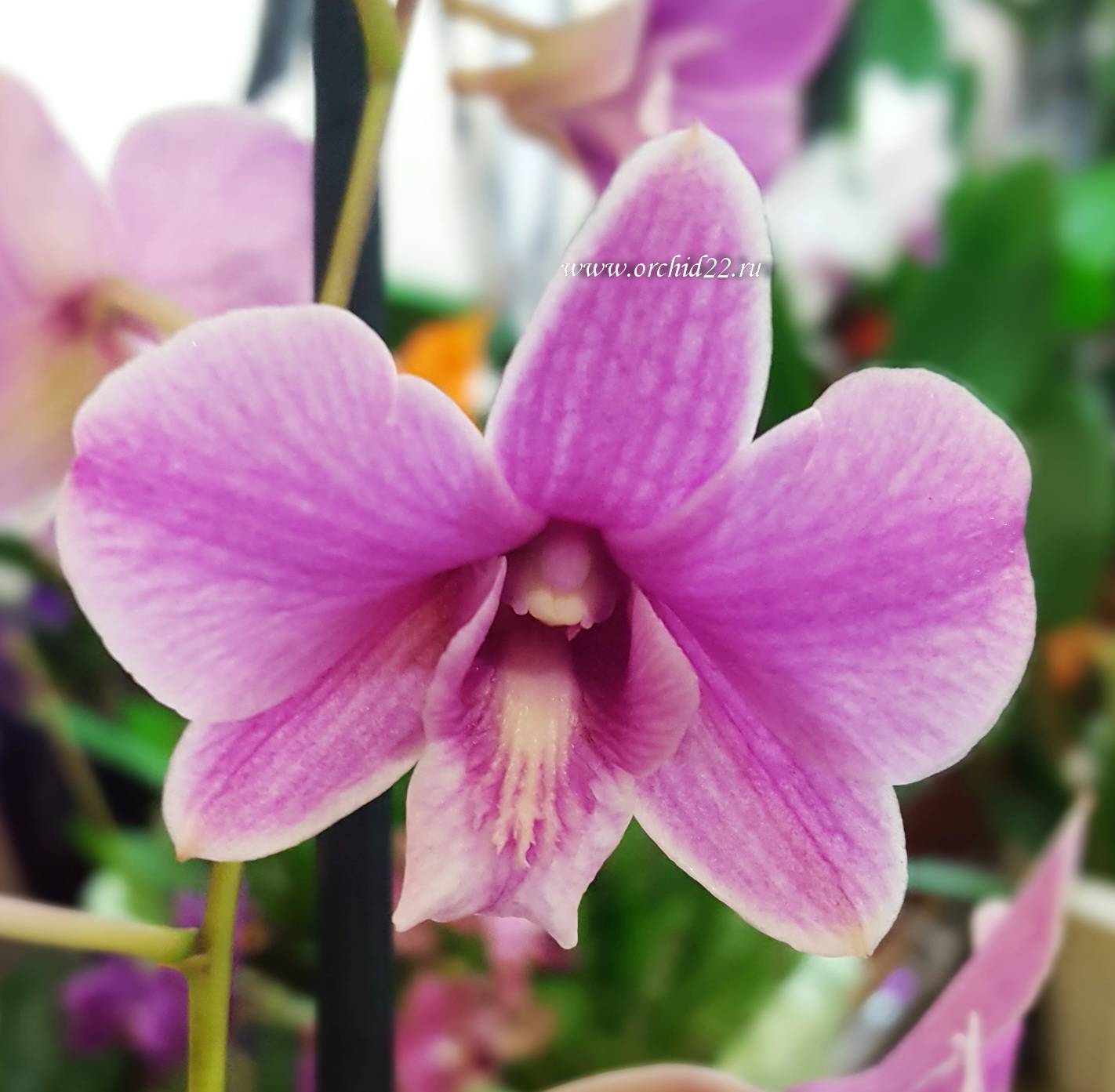 Dendrobium