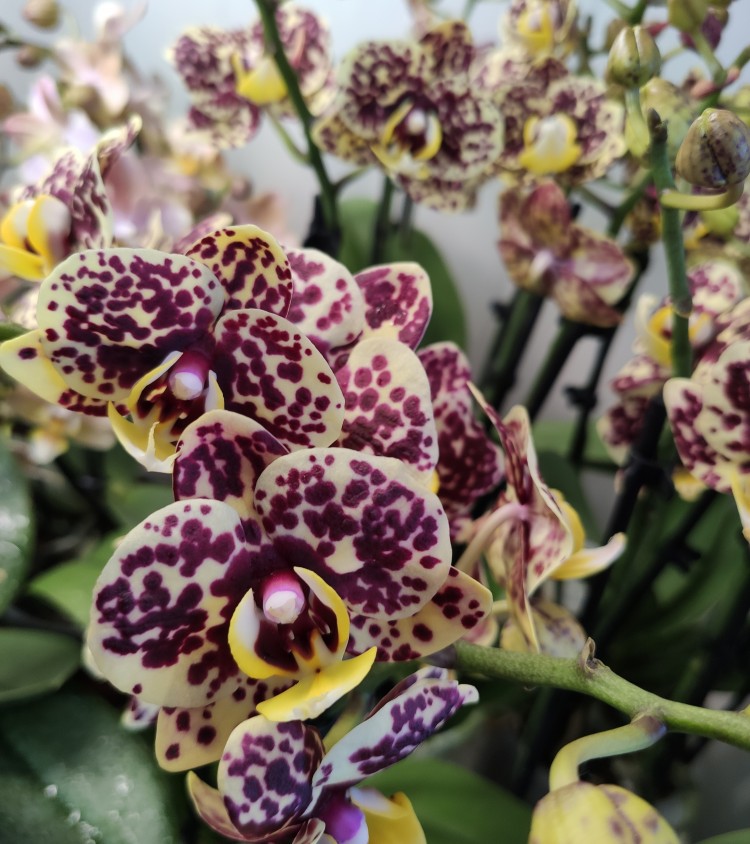 Орхидея Phalaenopsis, multiflora (отцвёл)