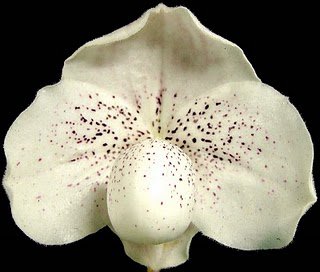 Paphiopedilum Greyi (не цвел)