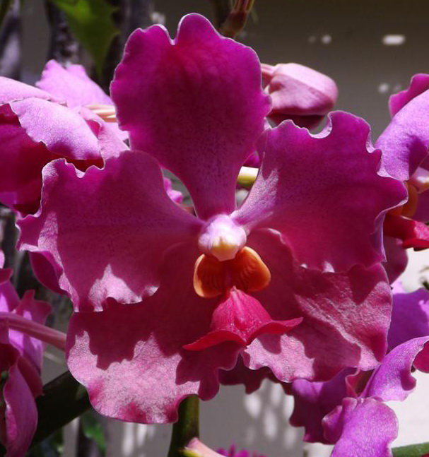 Орхидея Vanda Usha (V. JVB x V. Doctor Anek) (отцвела)