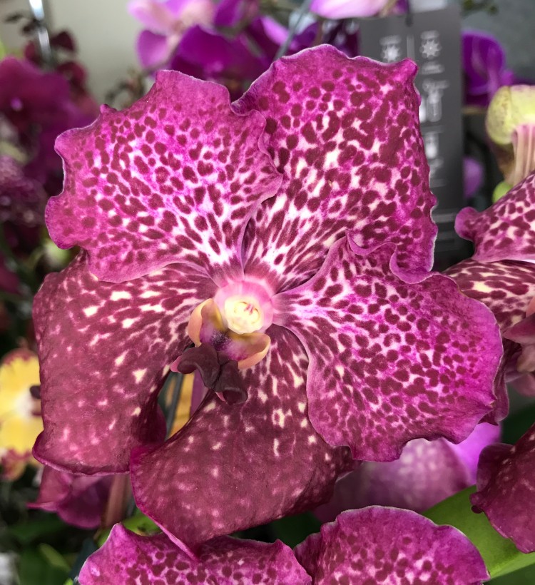 Орхидея Vanda Magic Fuchsia (отцвела)