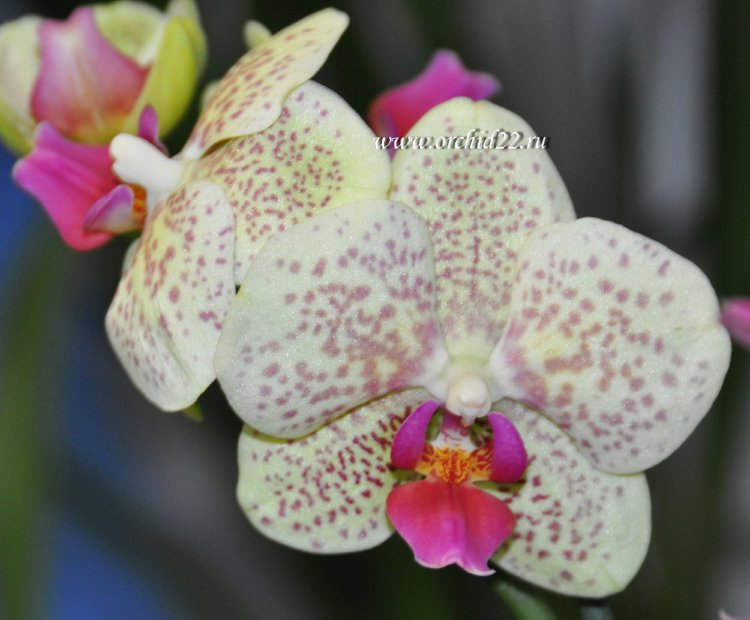 Орхидея Phalaenopsis multiflora