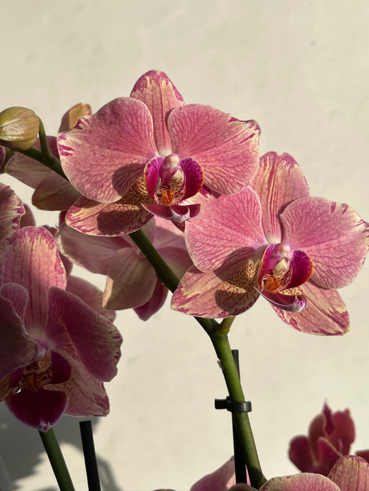 Орхидея Phalaenopsis Pirate Picotee (отцвёл)