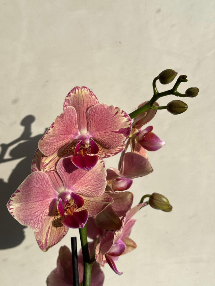 Орхидея Phalaenopsis Pirate Picotee (отцвёл)