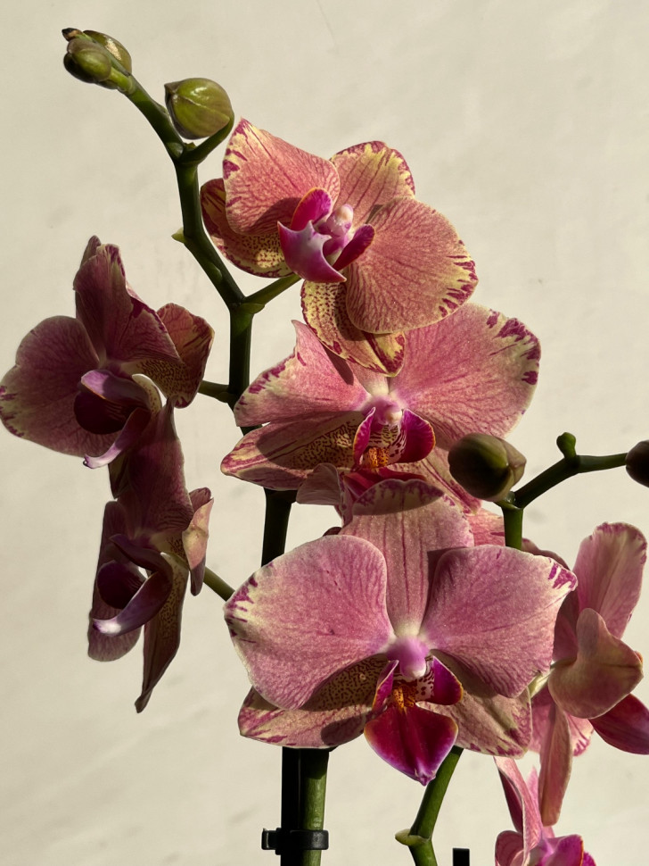 Орхидея Phalaenopsis Pirate Picotee (отцвёл)