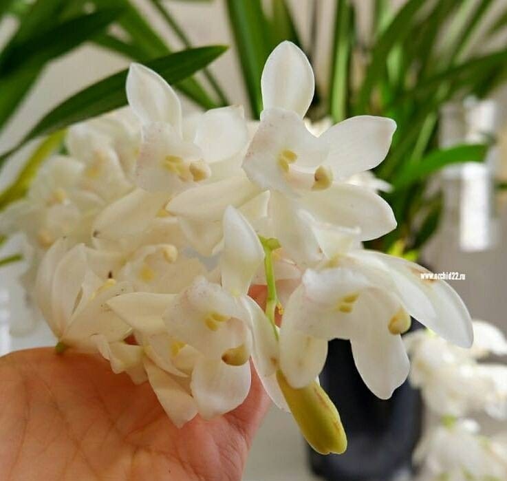 Орхидея Cymbidium Sarah Jean 'Ice Cascade', midi (отцвел)