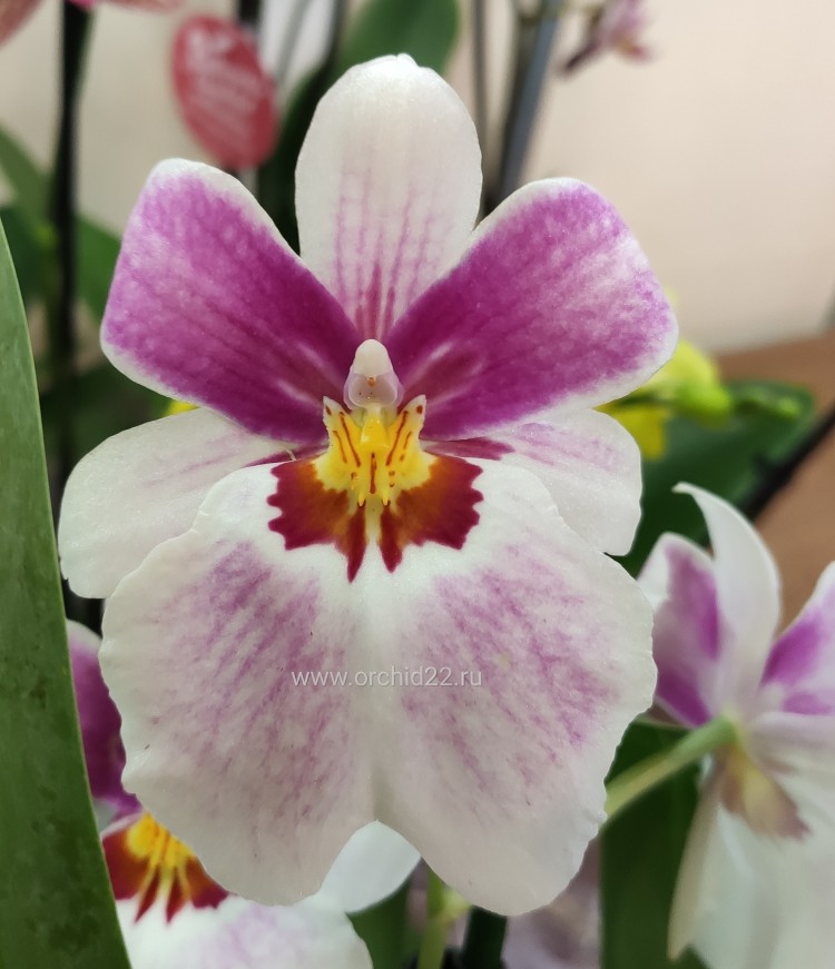 Орхидея Miltonia hybrid (отцвела)