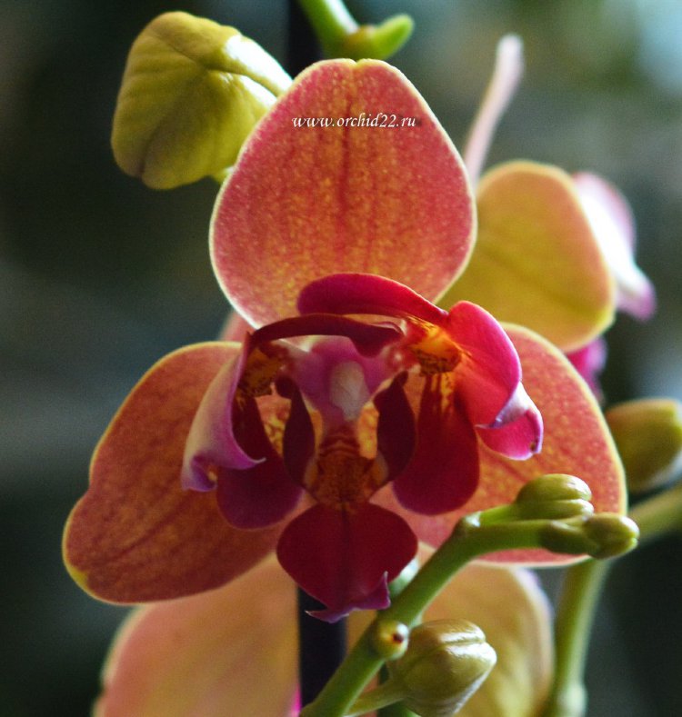 Орхидея Phalaenopsis Surf Song (отцвел)