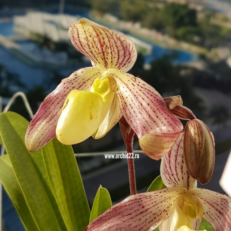 Орхидея Paph. Phoebe (bellatulum x philippinense) (отцвёл)