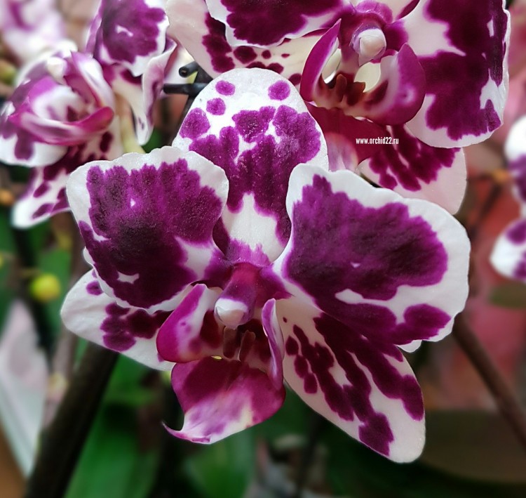 Орхидея Phalaenopsis, multiflora
