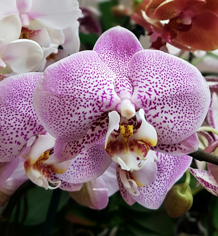 Орхидея Phalaenopsis (отцвёл)