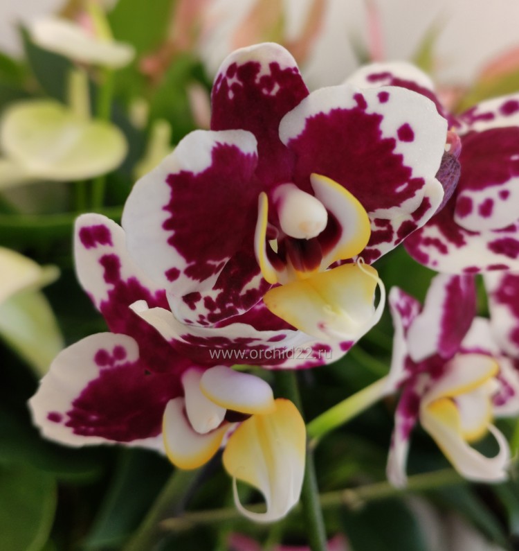 Орхидея Phalaenopsis, multiflora (отцвел)