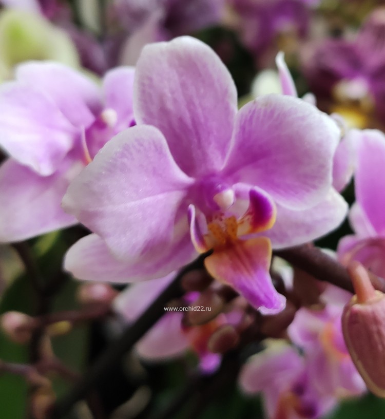 Орхидея Phalaenopsis, multiflora (отцвёл)
