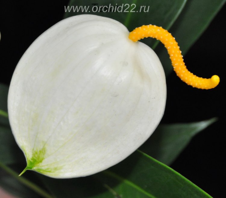 Anthurium Scherzerianum Limonetti