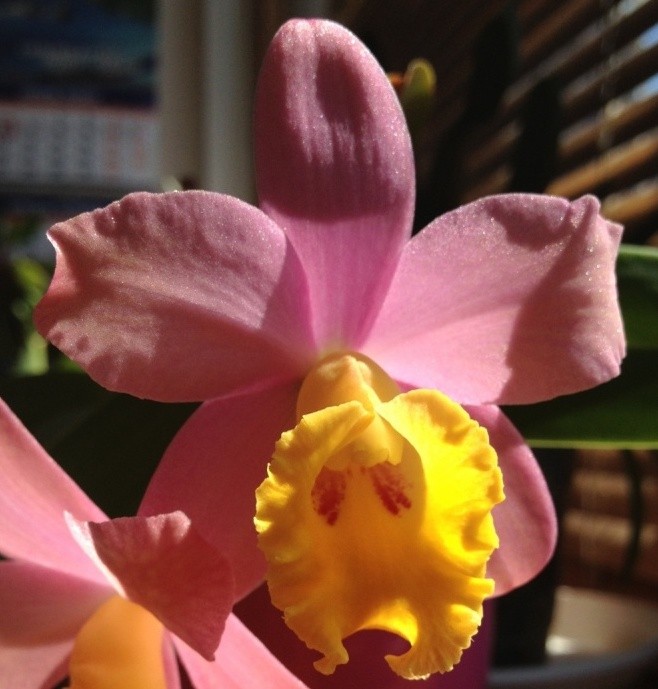 Орхидея Sc.Crystelle Smith (отцвела)