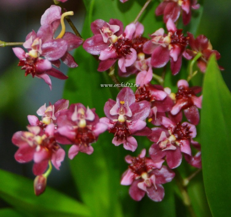 Орхидея Oncidium Twinkle Red Fantasy (отцвел)