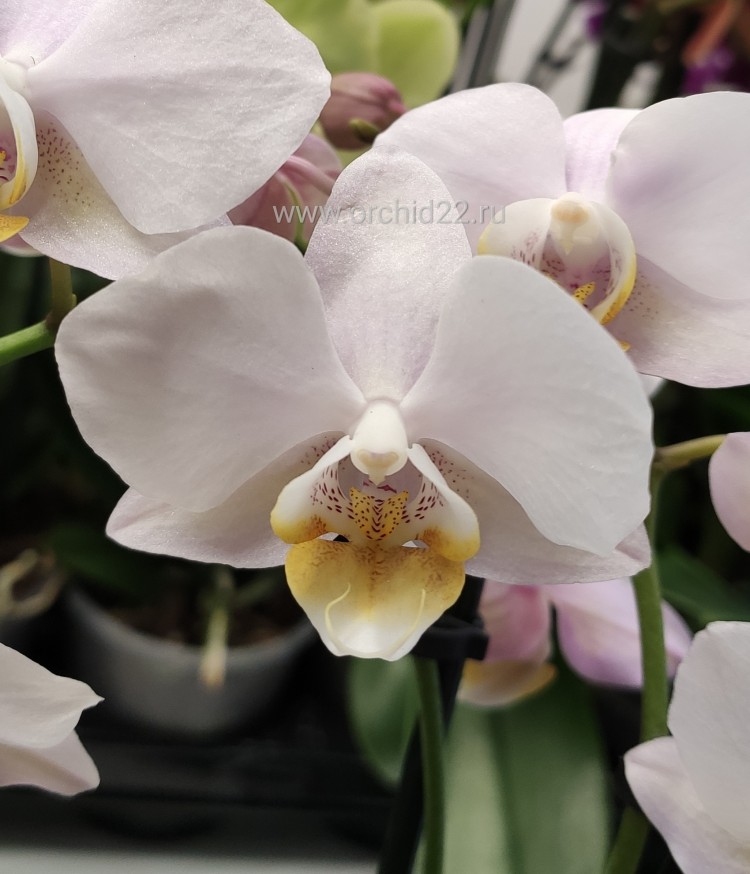 Орхидея Phalaenopsis, multiflora (отцвел)