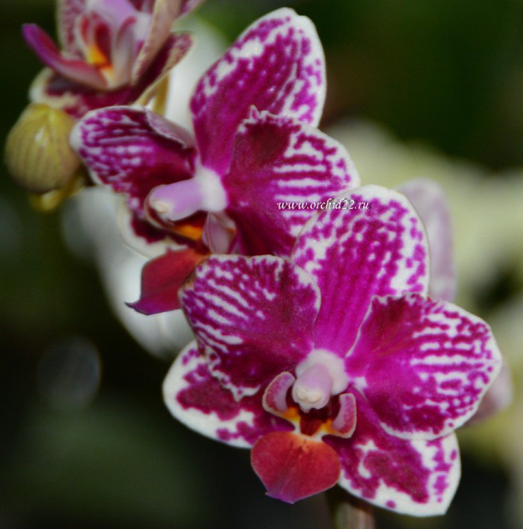 Орхидея Phalaenopsis, multiflora (отцвёл)