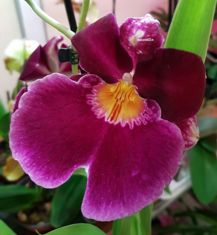 Орхидея Miltonia hybrid