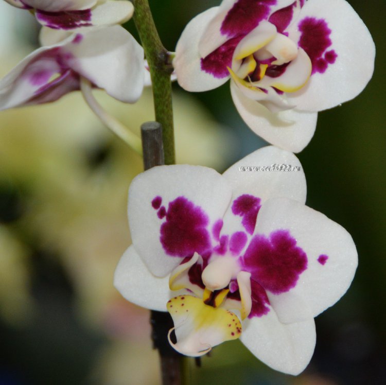 Орхидея Phalaenopsis, multiflora (отцвёл)