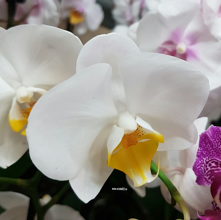 Орхидея Phalaenopsis multiflora