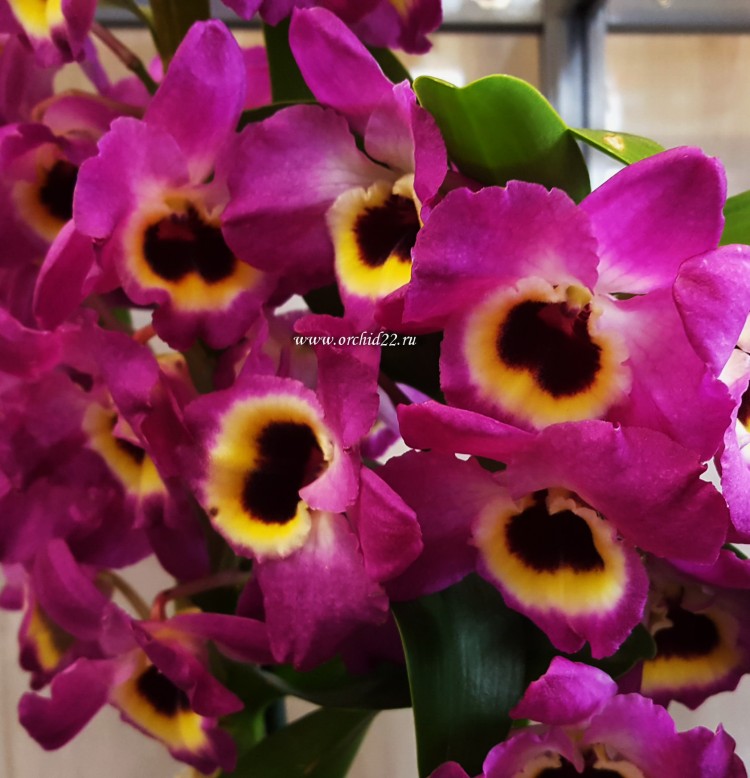 Орхидея Dendrobium nobile Red Emperor (отцвёл, деленка)