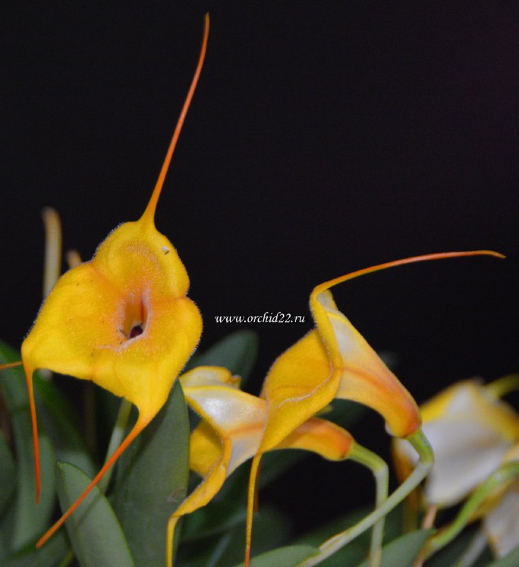 Орхидея Masdevallia (отцвела)