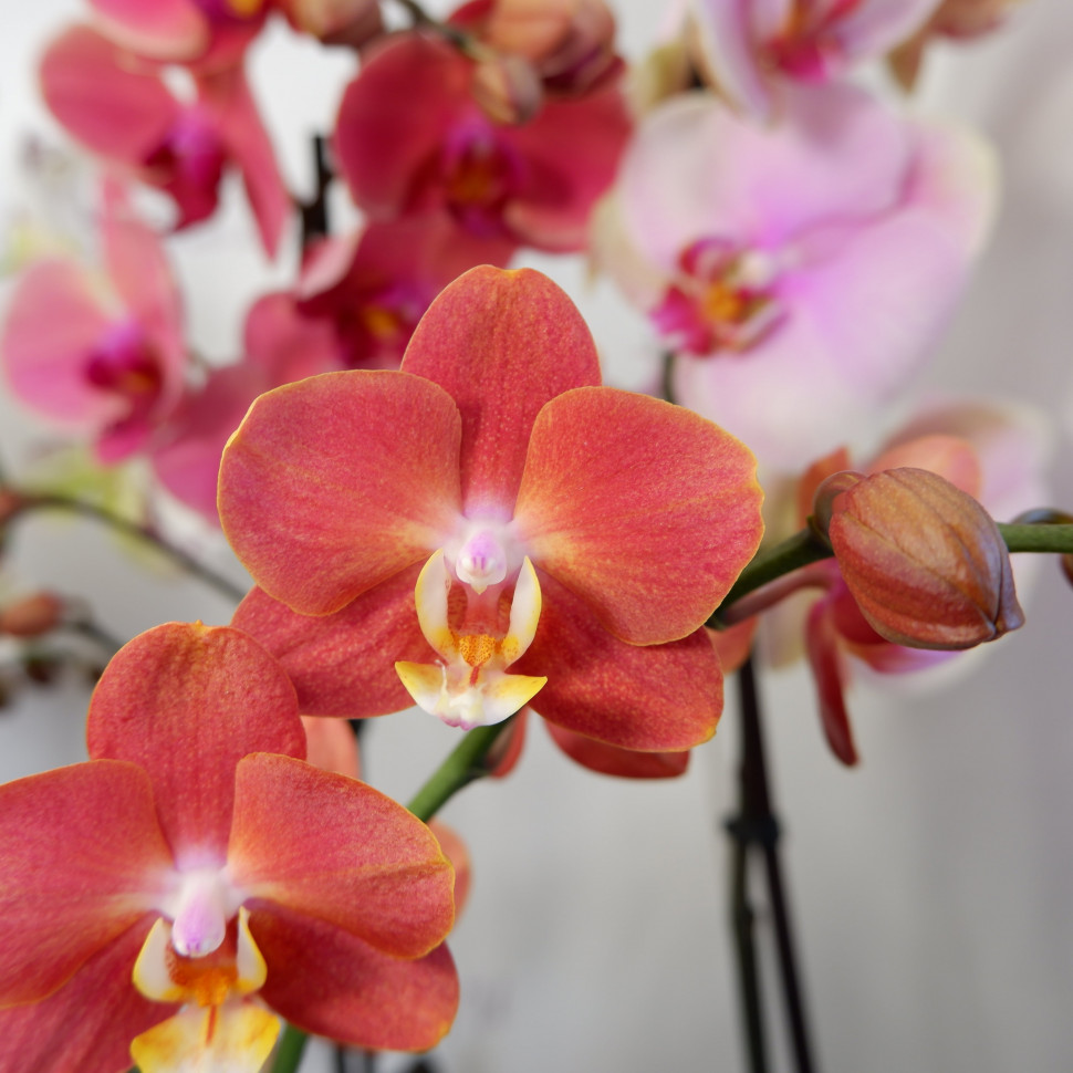 Орхидея Phalaenopsis Horizon