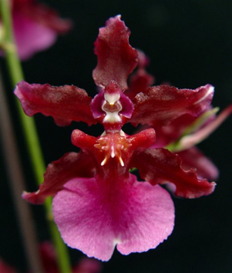 Орхидея Oncidium Sharry Baby 'Red Fantasy' (отцвёл)