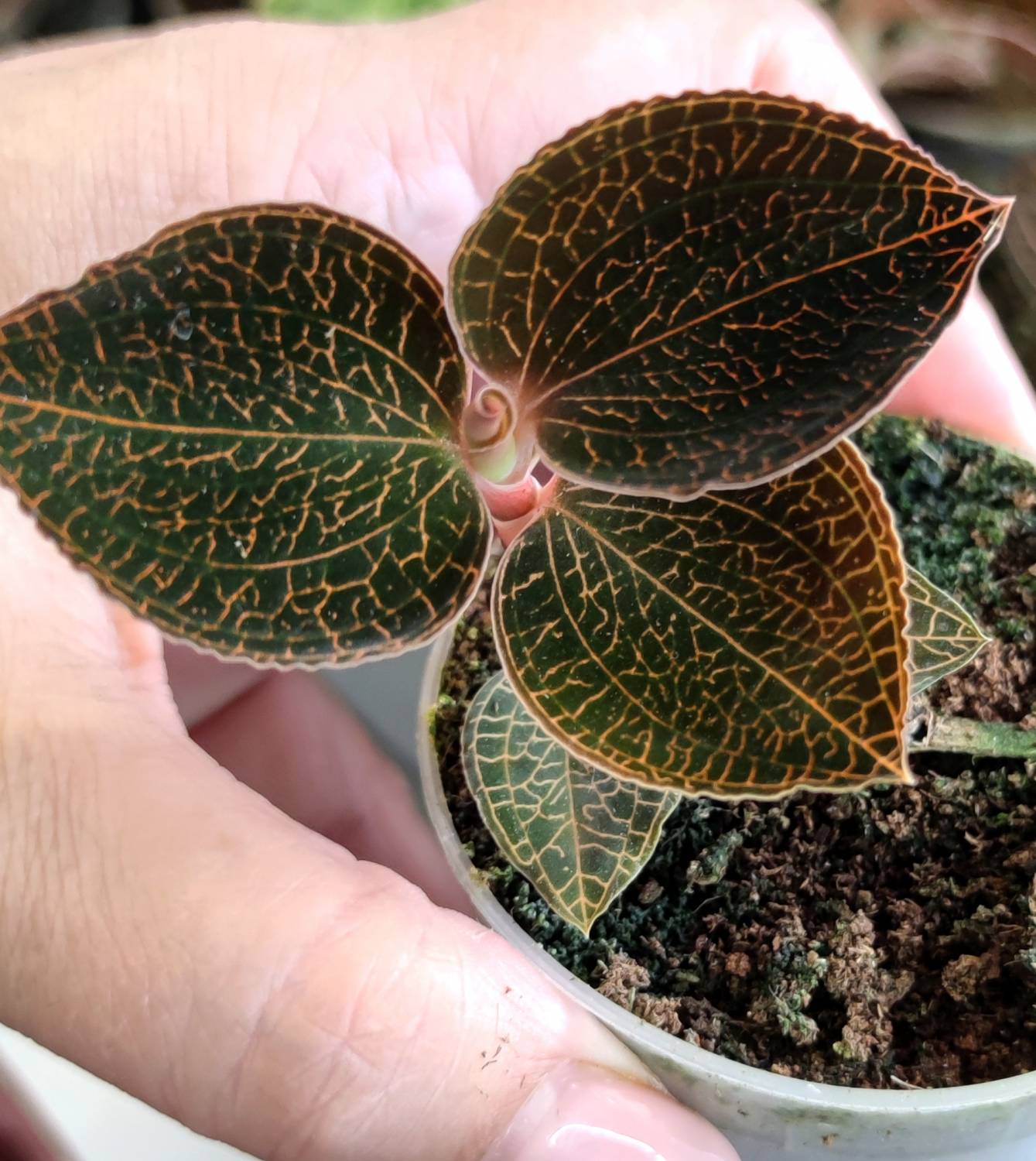 Anoectochilus Roxburghii Red a