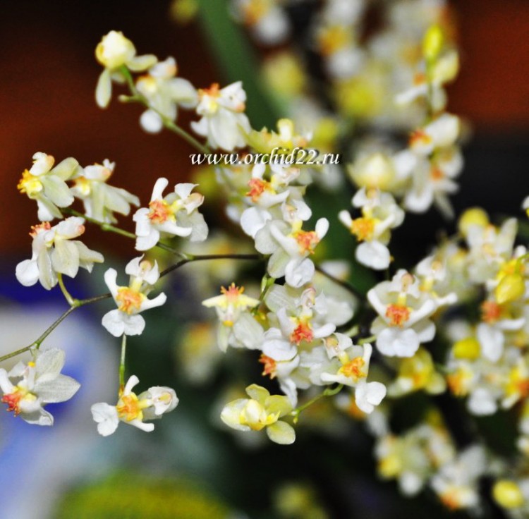 Орхидея Oncidium Twinkle Pearl (отцвел)
