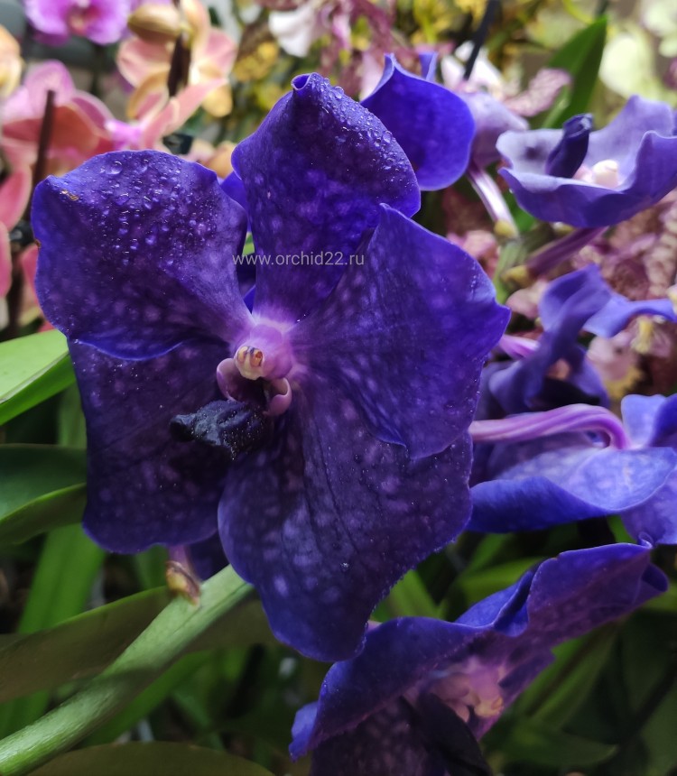 Орхидея Vanda Dark Blue (отцвела)