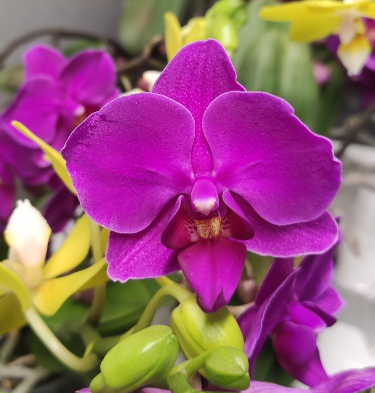 Орхидея Phalaenopsis, multiflora