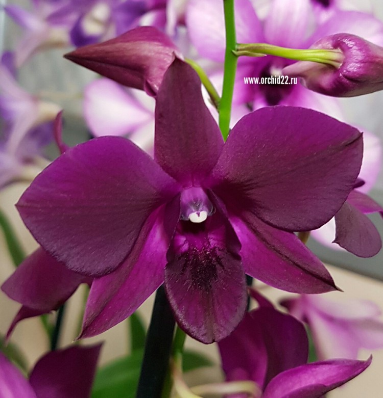 Орхидея Dendrobium Thai Red